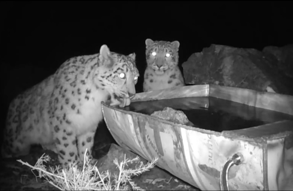 Шөнийн цагаар ус уухаар ирсэн хоёр ирвэсийн ховор бичлэг камерт үлджээ